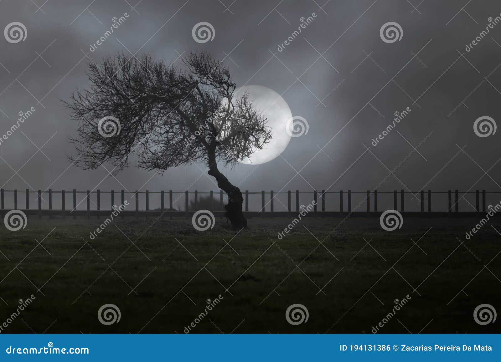 Bare Tree and Walkway in a Full Moon Night Stock Photo - Image of ...