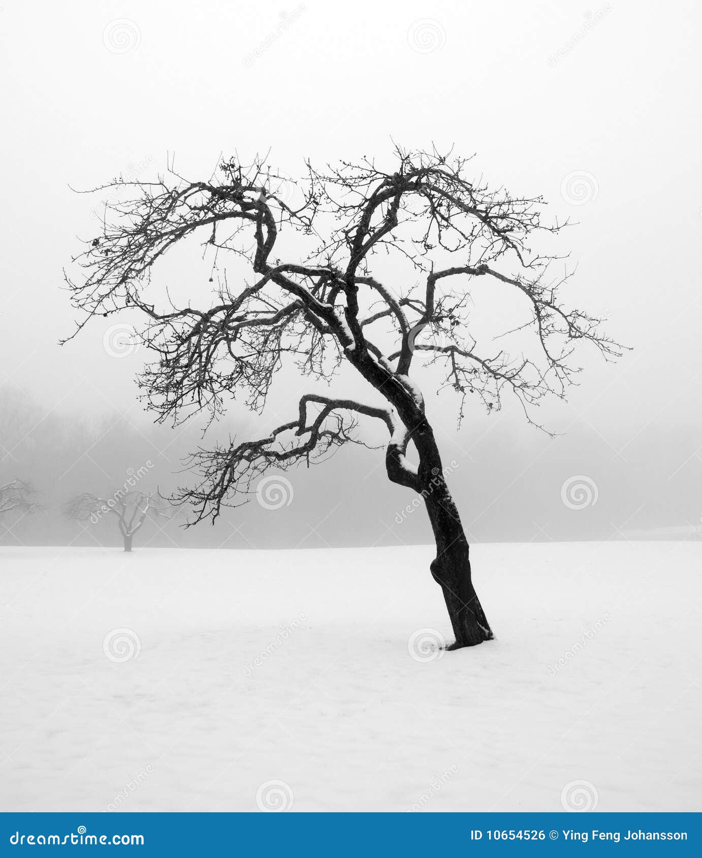 Bare tree in winter stock photo. Image of grayscale, daylight - 10654526