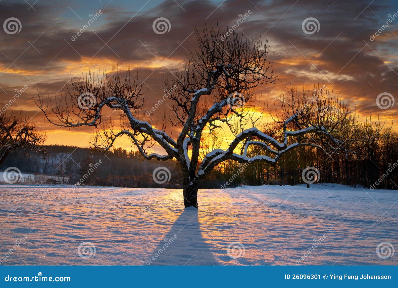 Bare tree in winter stock image. Image of nature, beauty - 26096301