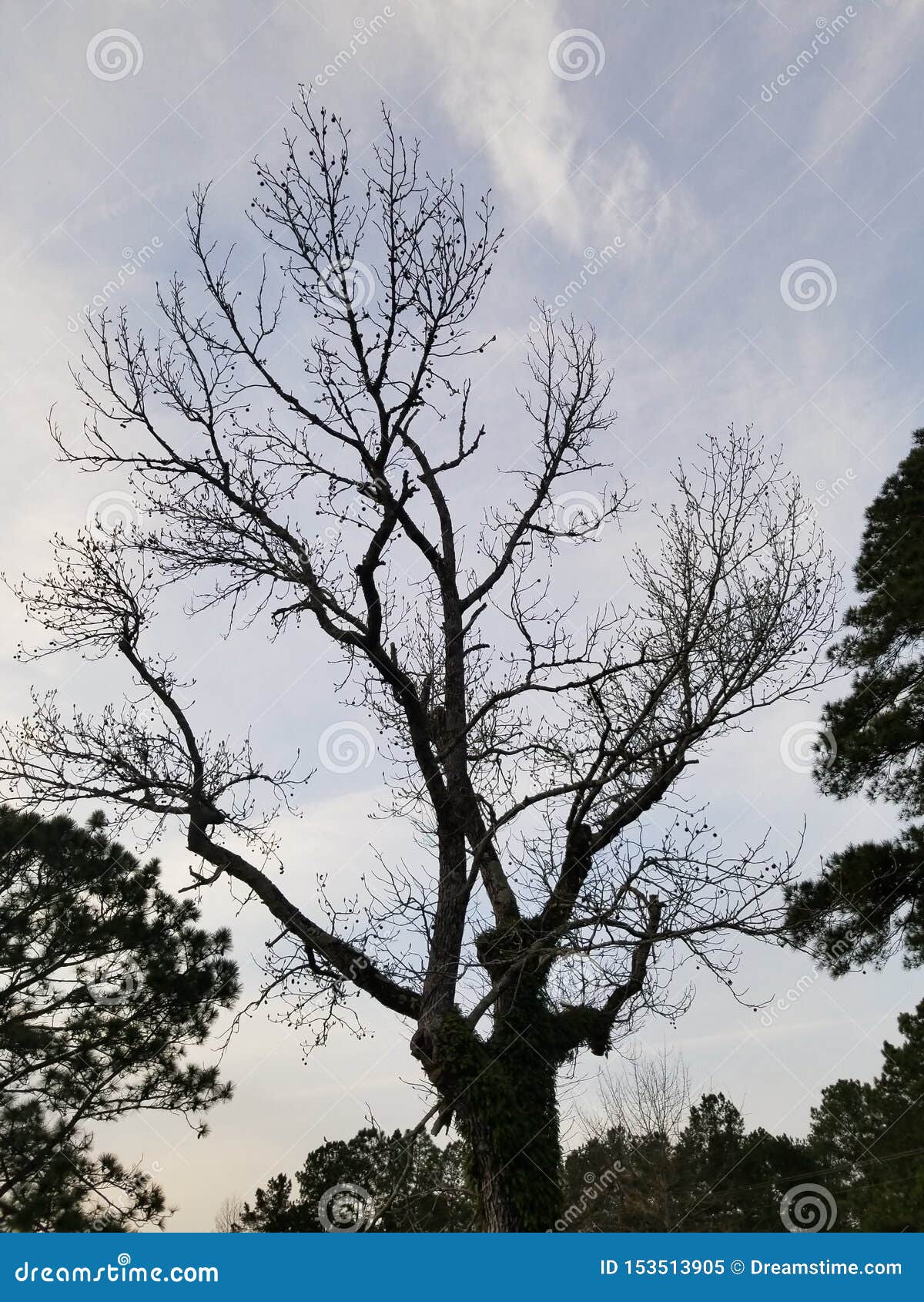 Bare tree in Winter stock image. Image of tree, plants - 153513905