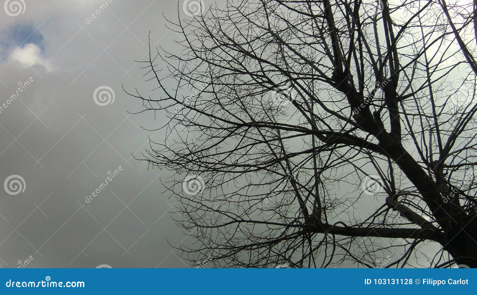 Bare Tree during the Winter Stock Photo - Image of dreary, dead: 103131128