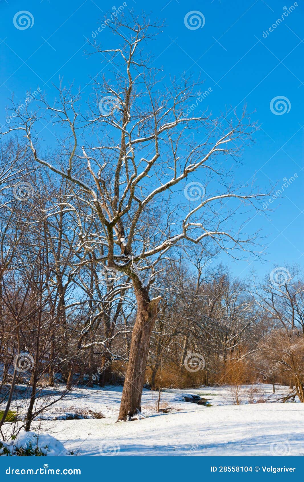 Bare Tree in Winter with Snow Stock Photo - Image of single, nature: 28558104