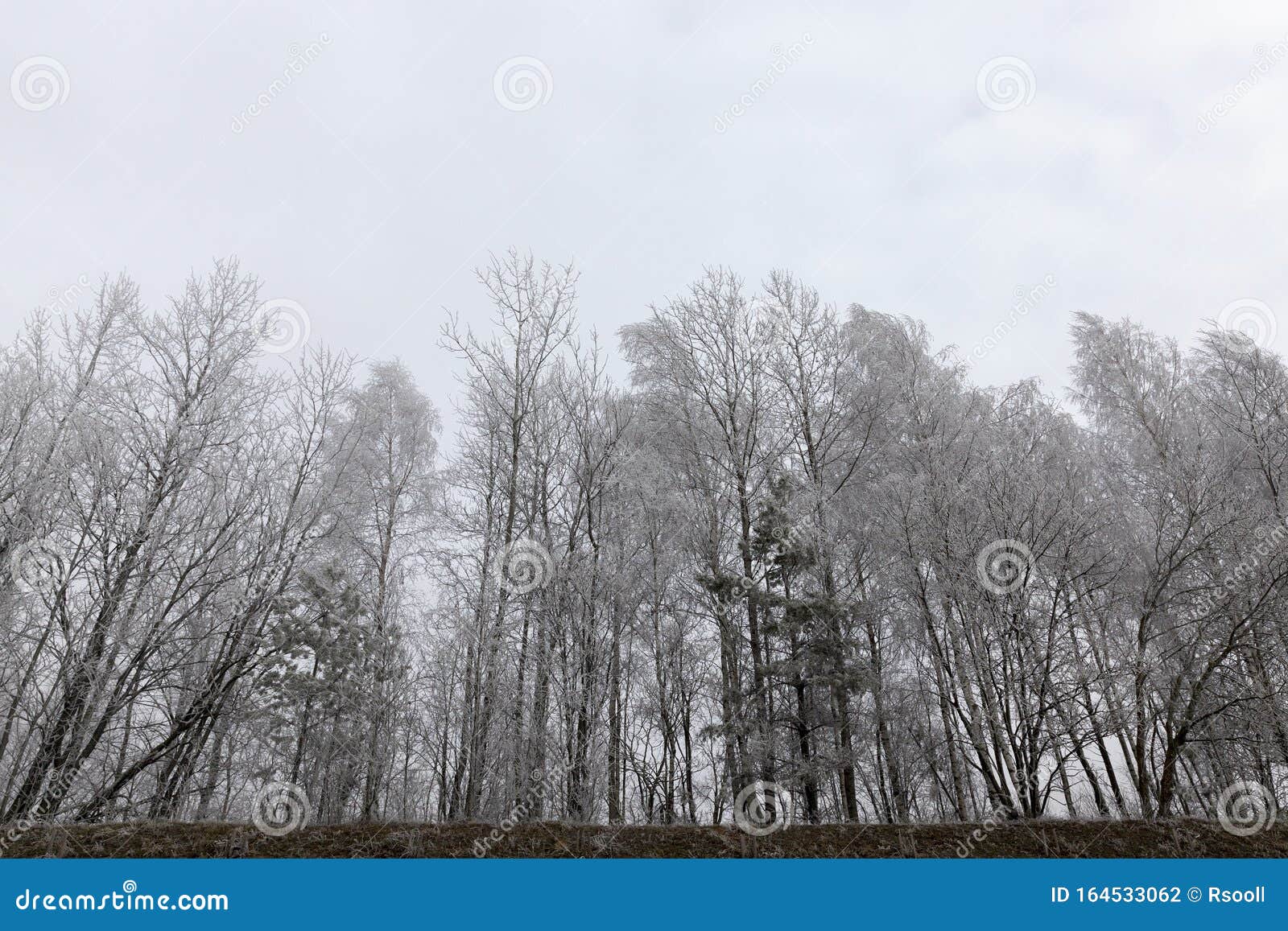 Bare tree winter stock photo. Image of land, seasons - 164533062