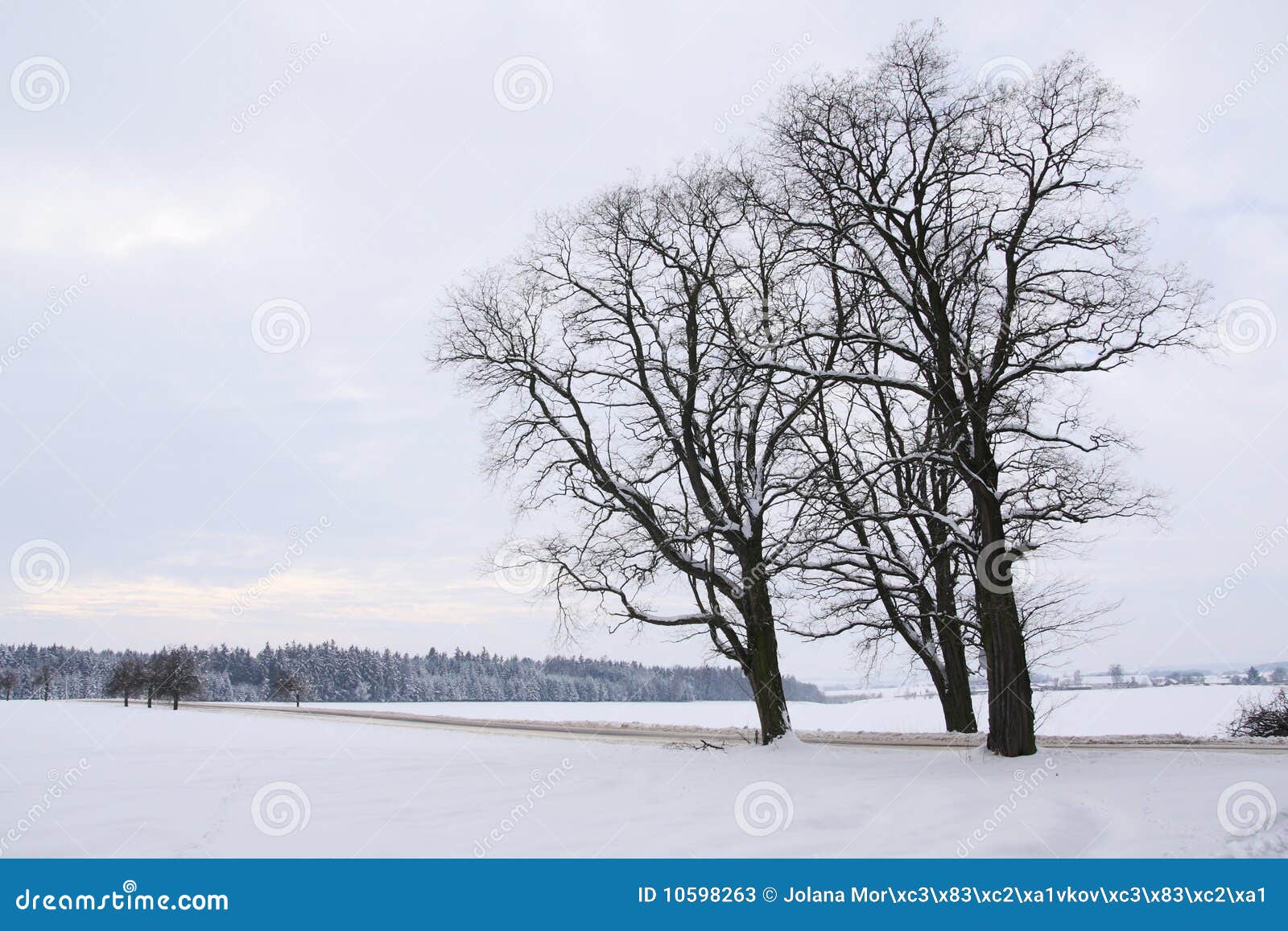 Bare trees stock image. Image of trunk, bare, flora, line - 10598263