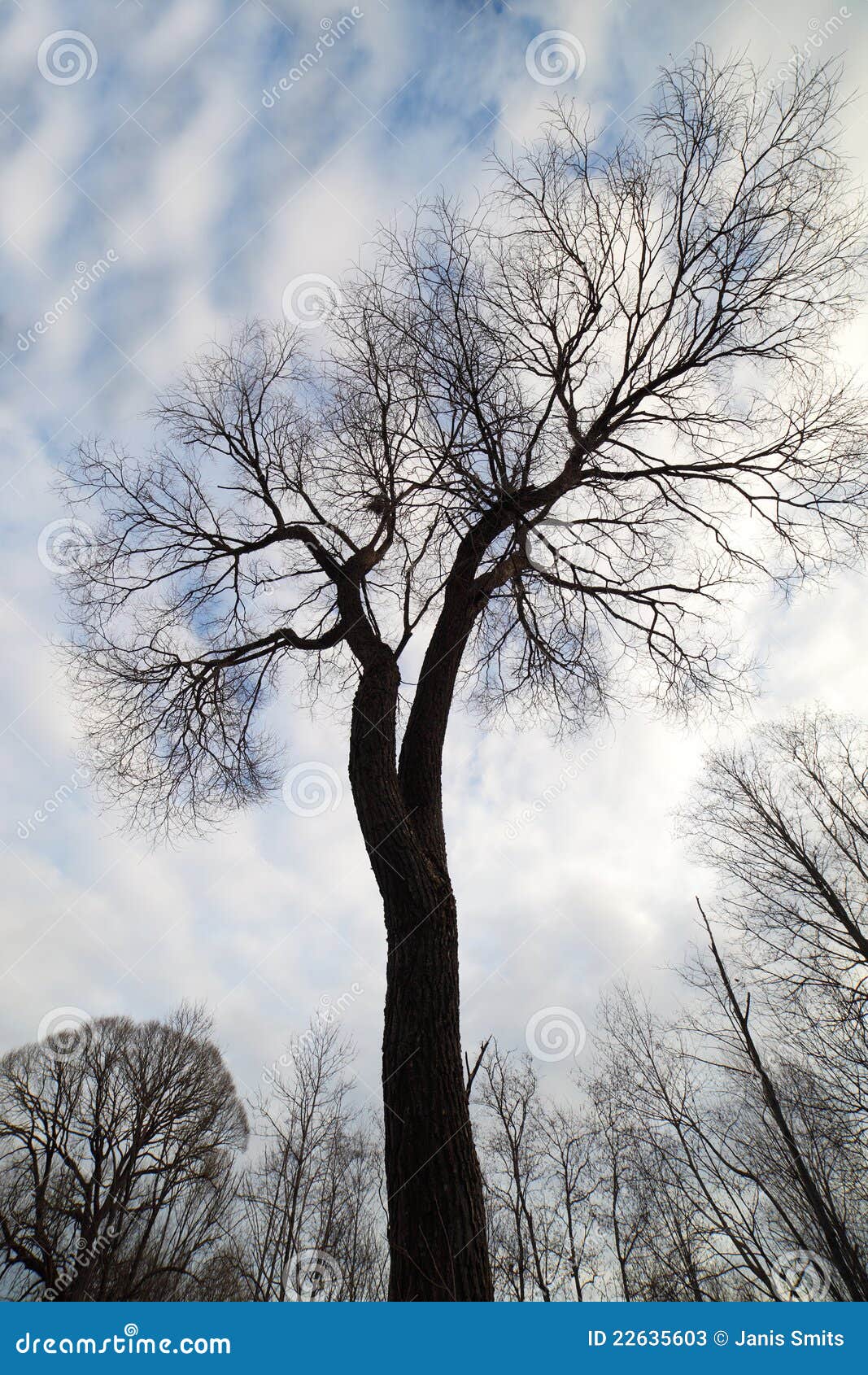 Bare trees. stock image. Image of winter, wood, growth - 22635603