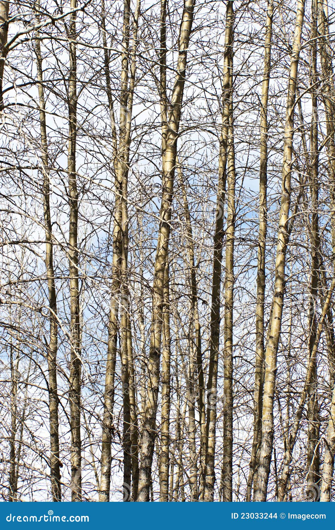 Bare Trees stock photo. Image of land, countryside, branch - 23033244