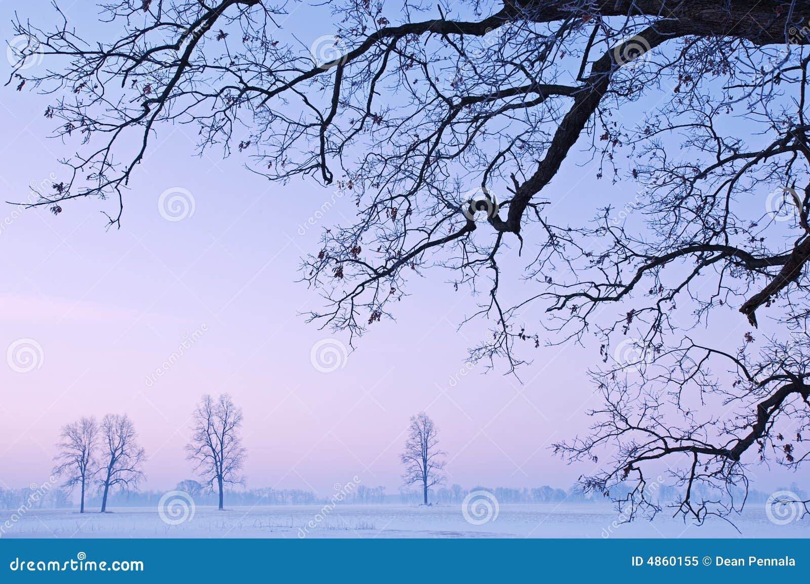 Bare Trees stock image. Image of outdoors, dawn, pink - 4860155