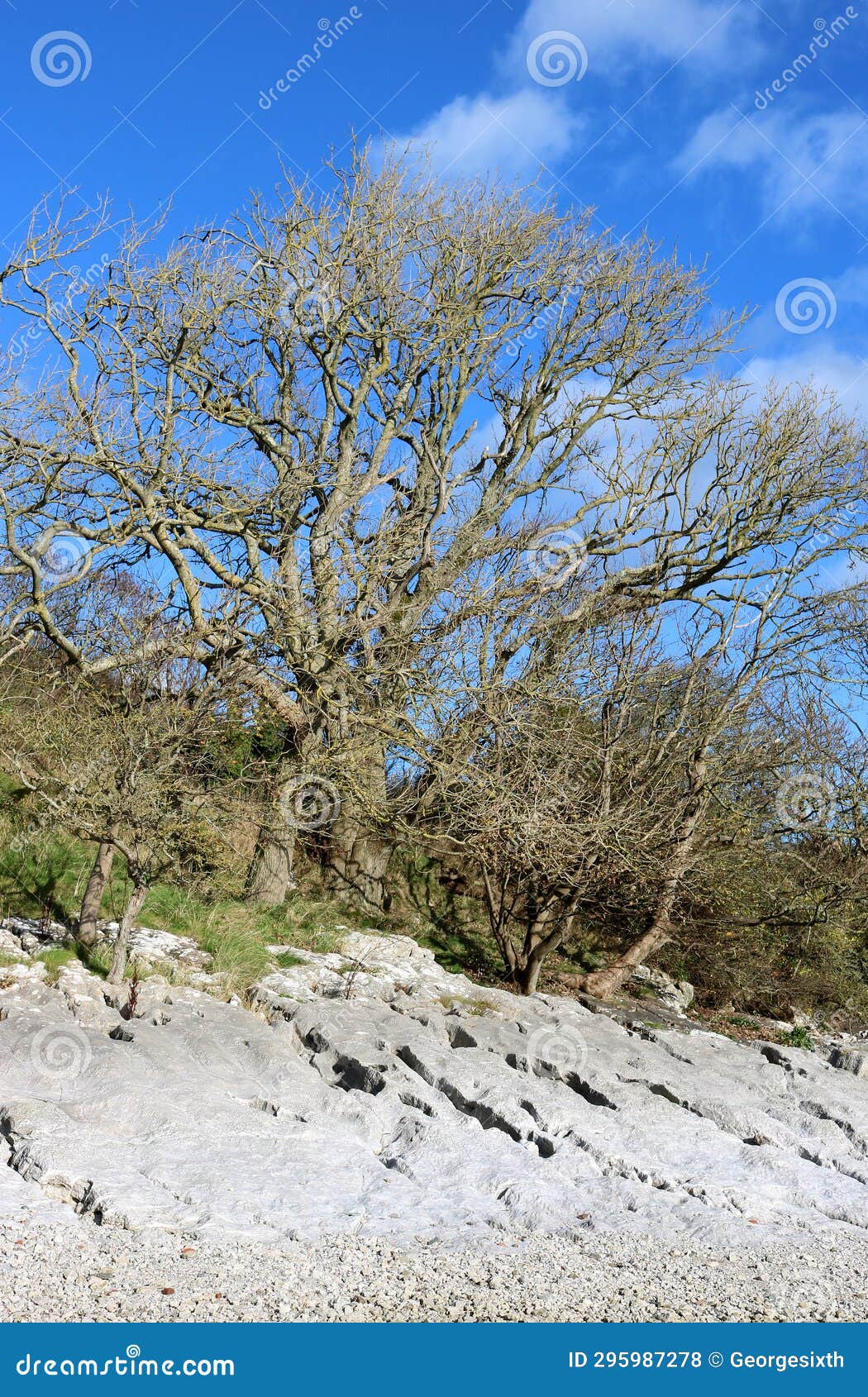 Bare Trees Above Limestone Outcrop Silverdale Stock Photo - Image of ...