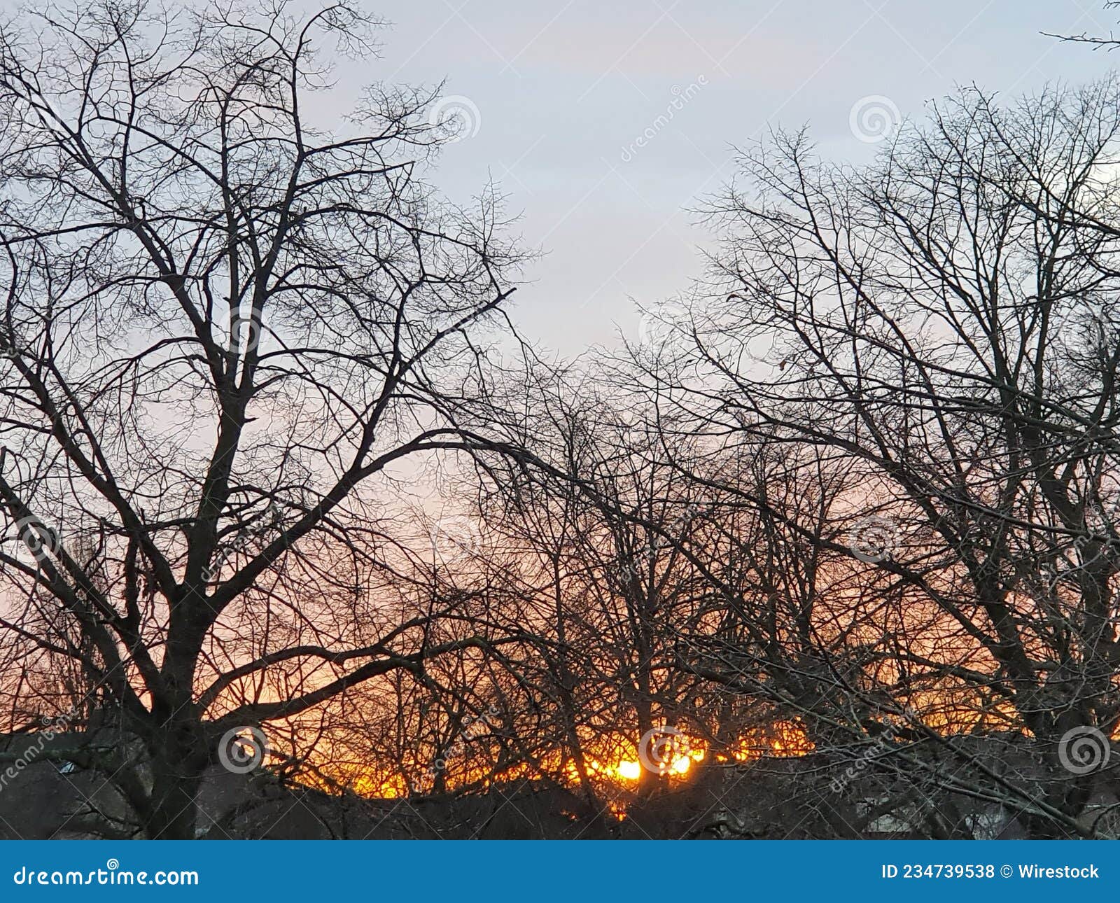 Bare Trees Against the Sunset Sky Stock Photo - Image of woods, clouds ...