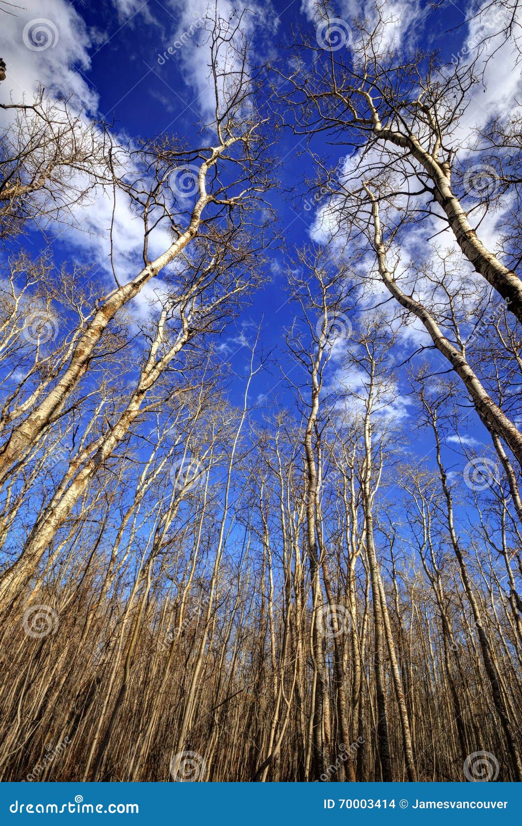 Bare Trees of an Autumn Forest Stock Photo - Image of blue, bare: 70003414