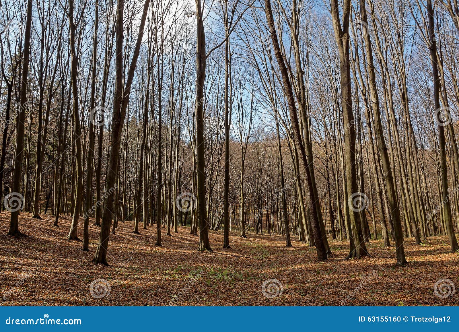 Bare Trees in the Autumn Forest. Stock Photo - Image of clear, park ...