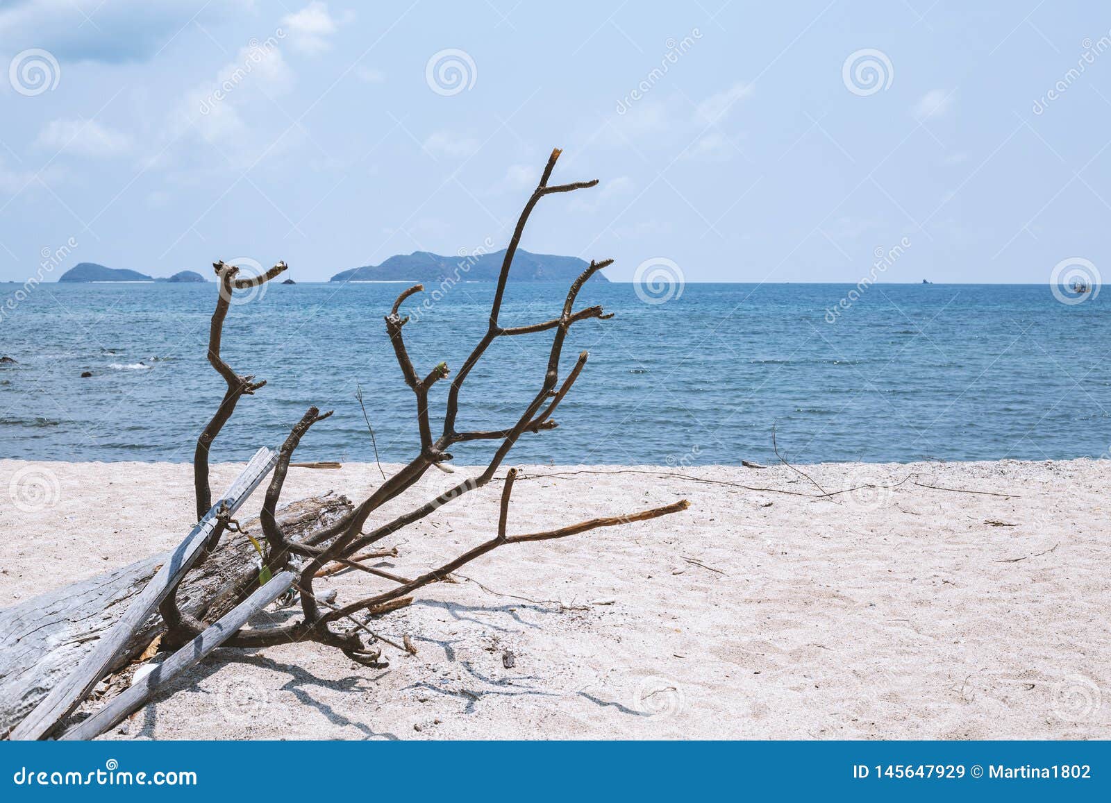 Bare Oak Tree in the Atlantic Ocean Stock Image - Image of horizontal ...
