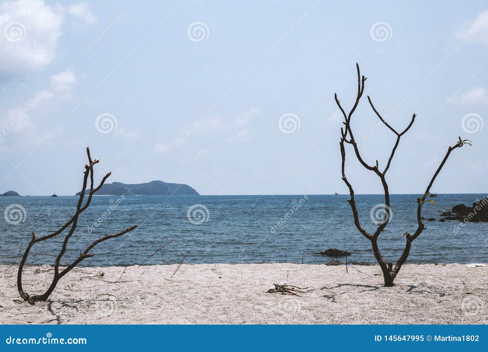Bare Oak Tree in the Atlantic Ocean Stock Image - Image of jekyll ...
