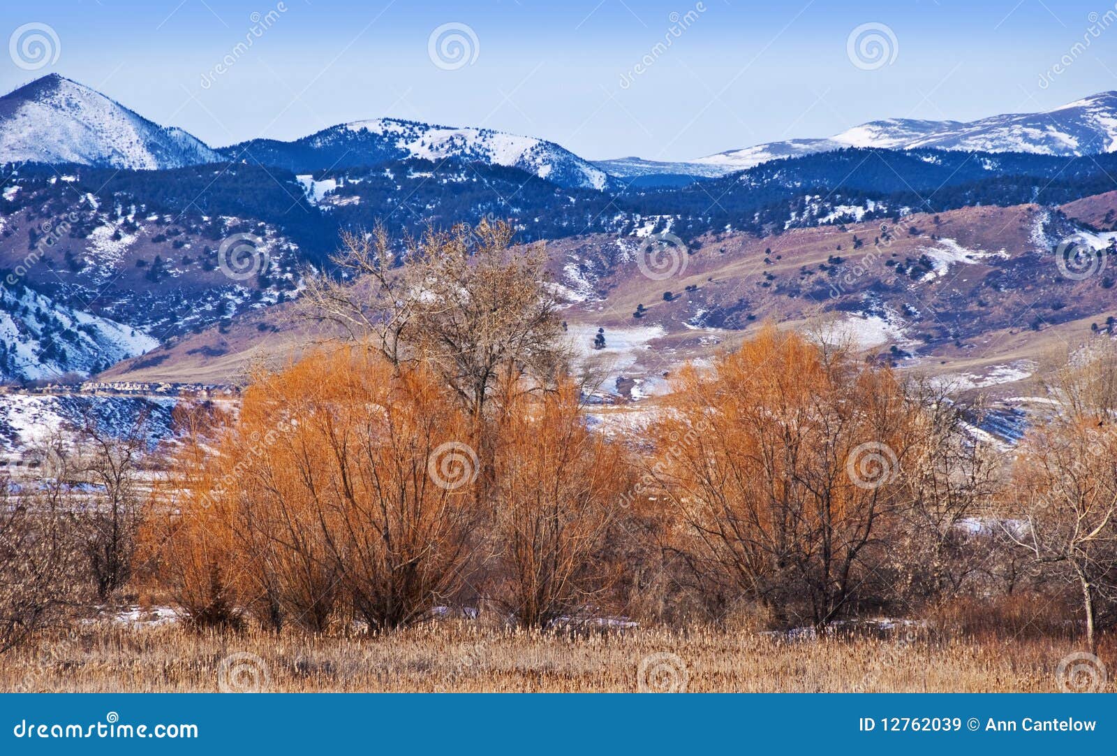 Bare Trees with Bright Red Branches Stock Image - Image of bare ...