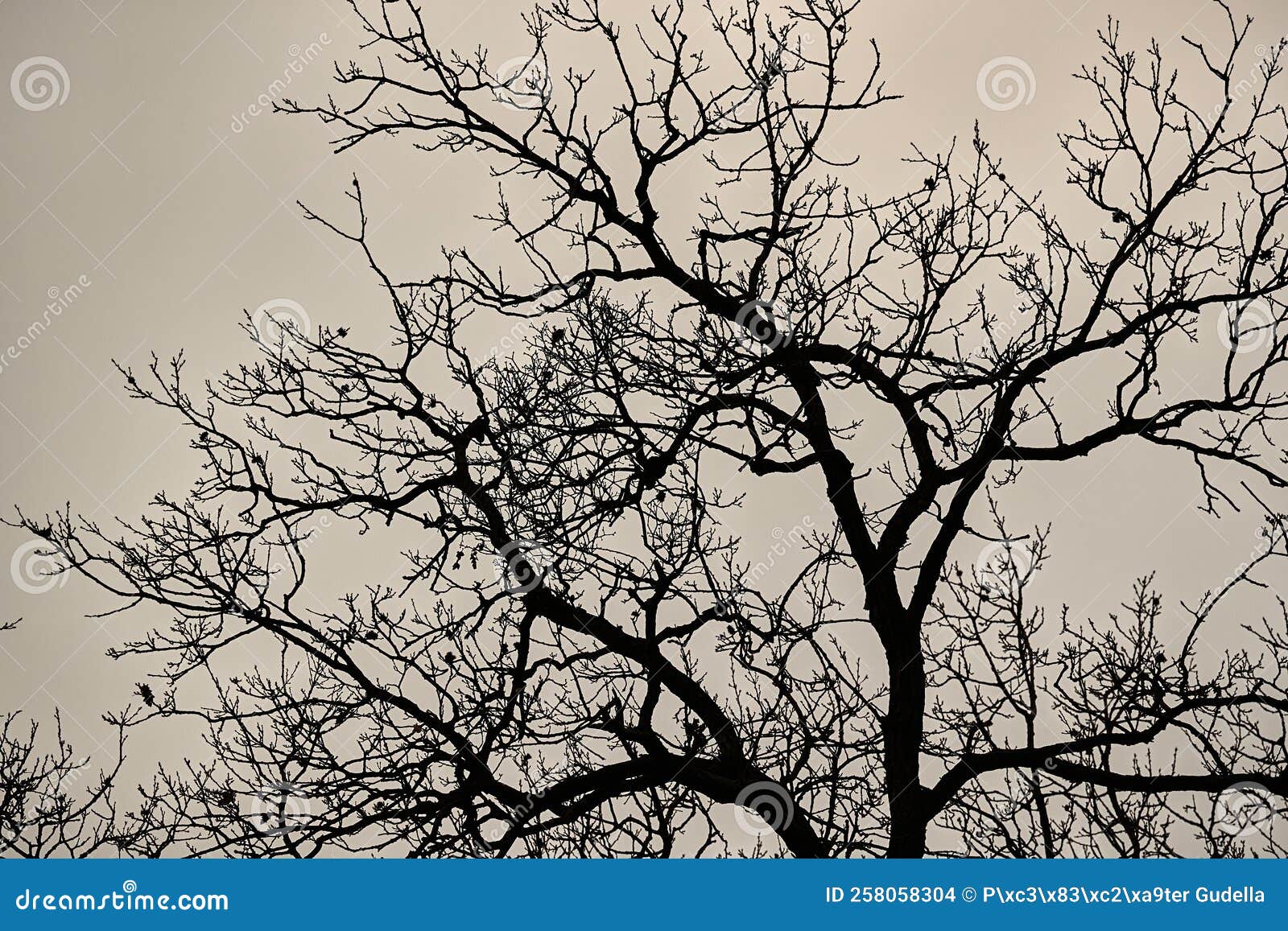 Bare tree branches stock photo. Image of scary, woods - 258058304