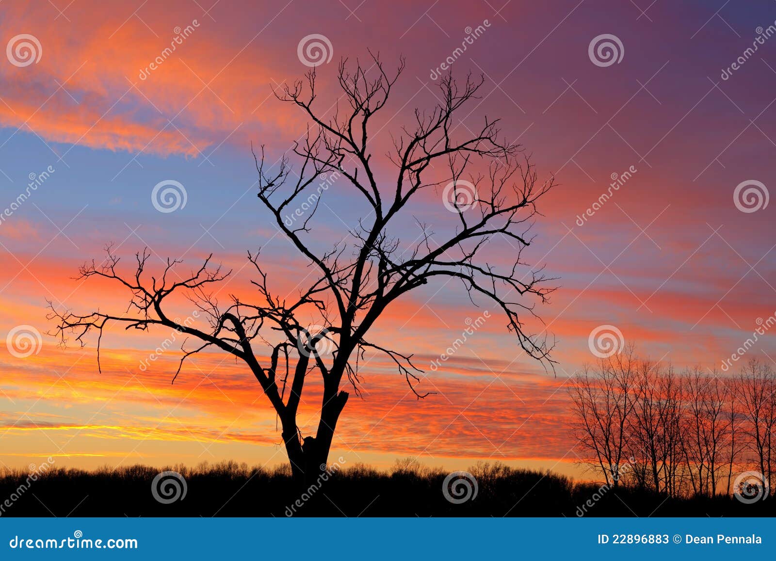 Bare Trees Royalty-Free Stock Photography | CartoonDealer.com #4860155