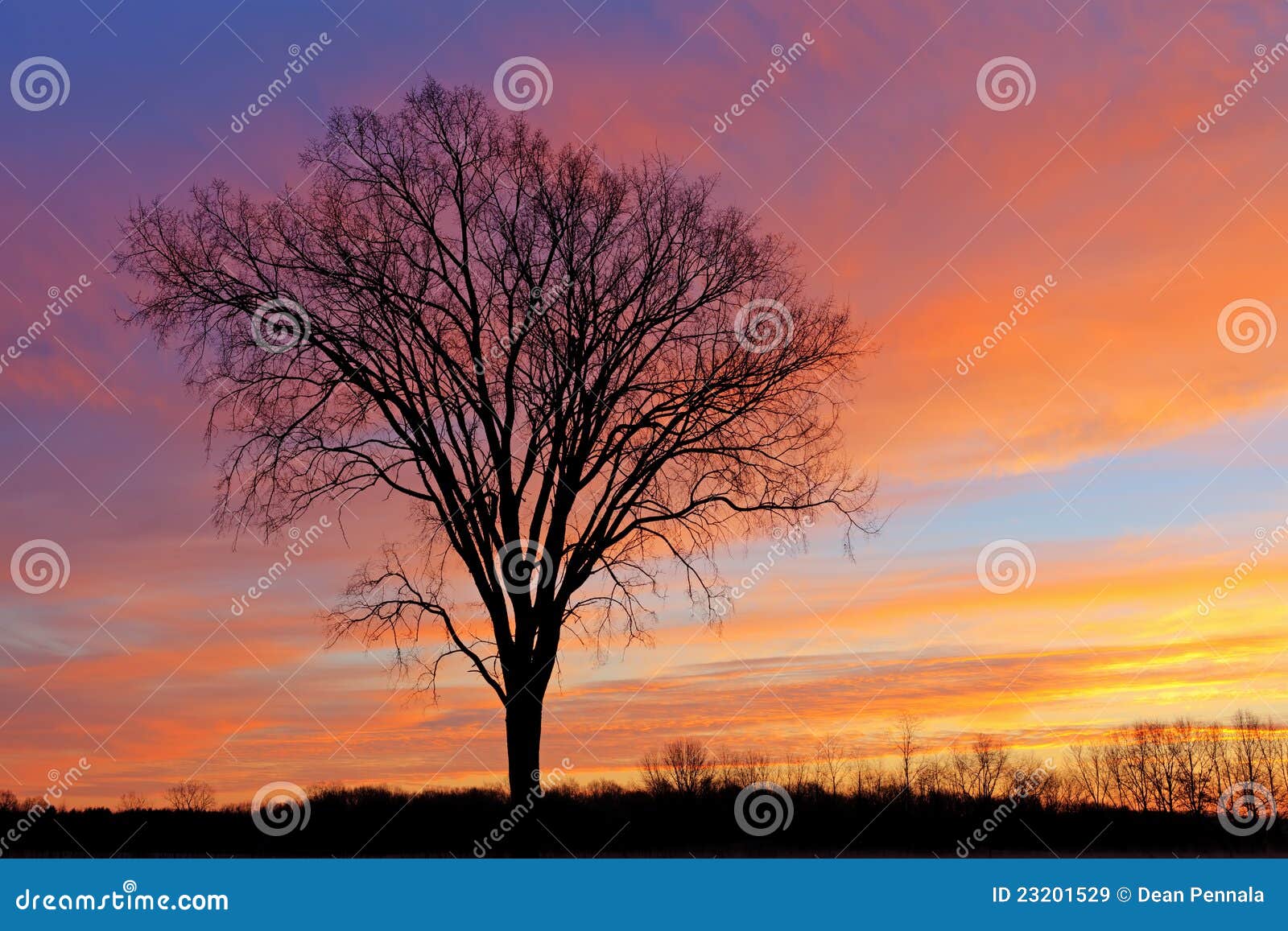 Bare Trees at Dawn stock image. Image of park, silhouetted - 23201529