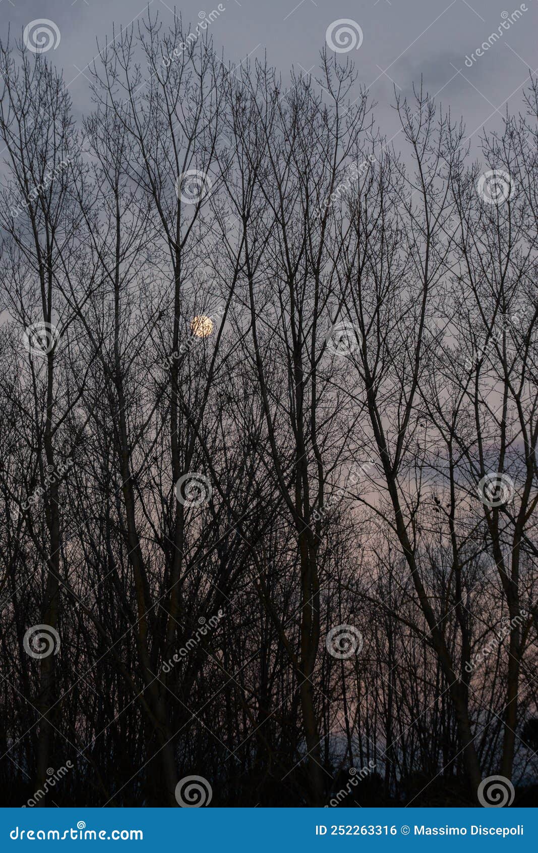 Bare Trees at Dusk, with Full Moon Behind Them Stock Photo - Image of ...