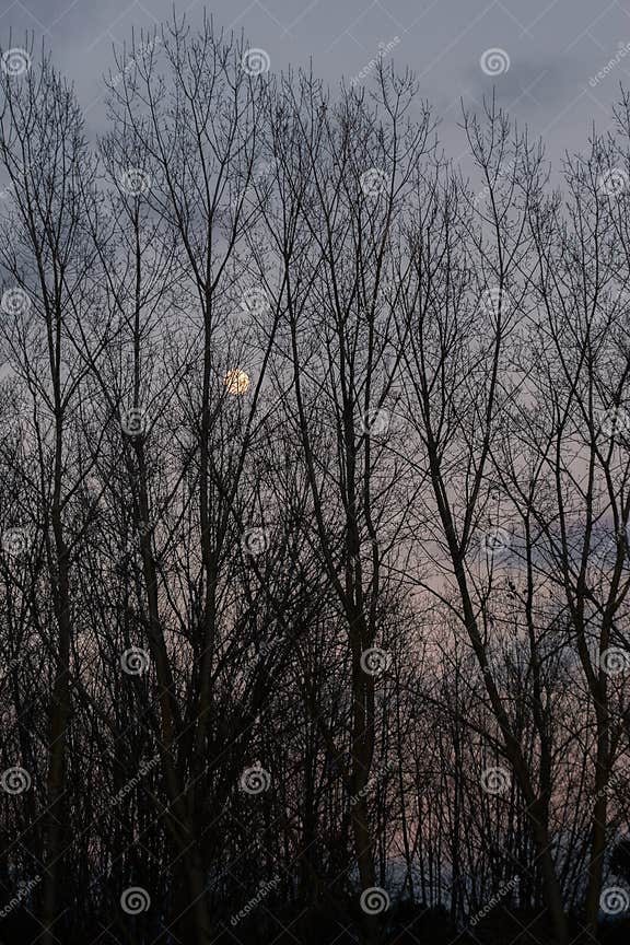 Bare Trees at Dusk, with Full Moon Behind Them Stock Photo - Image of ...
