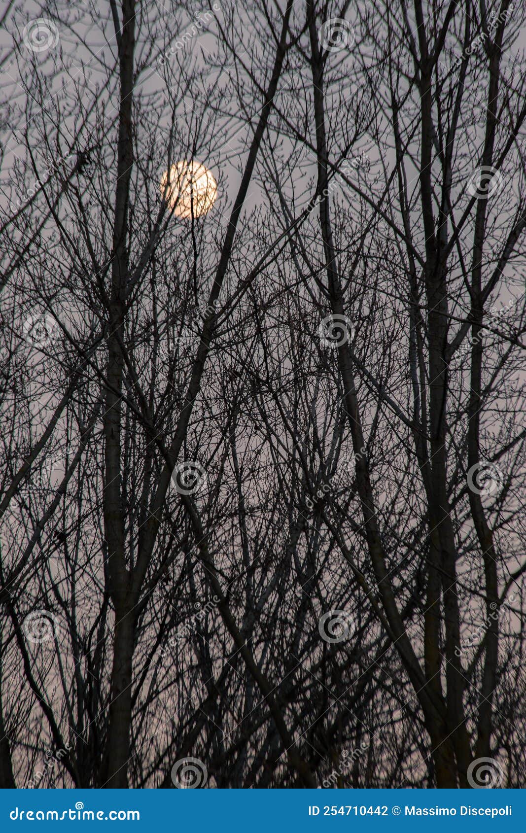 Bare Trees at Dusk, with Full Moon Behind Them Stock Photo - Image of ...