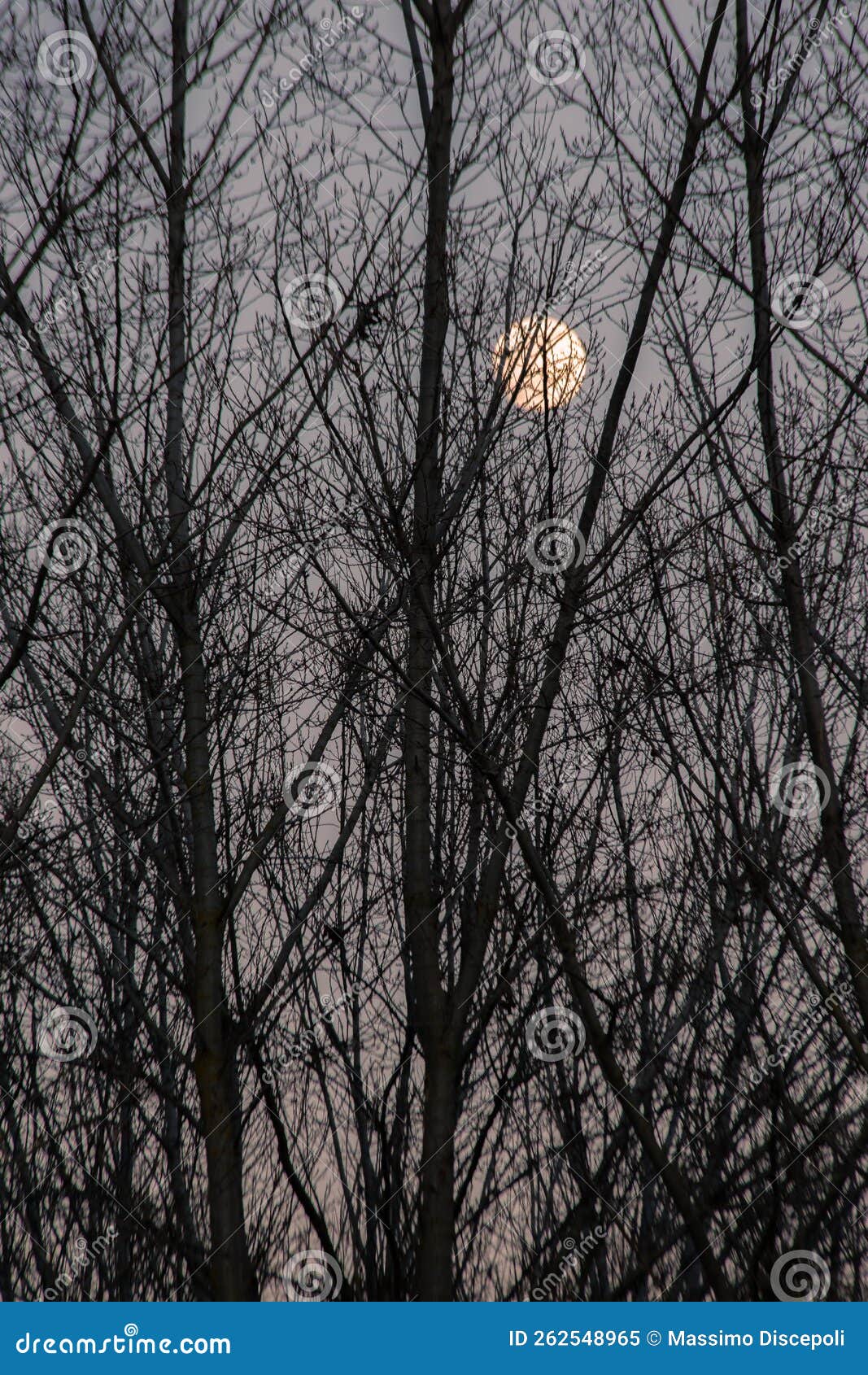 Bare Trees at Dusk, with Full Moon Behind Them Stock Image - Image of ...