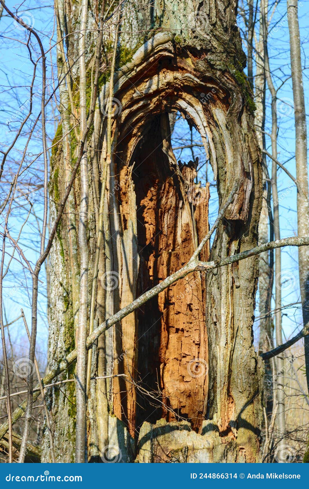 Bare Trees in Early Spring, Old Tree Trunks, Tree Trunk Close-up Stock ...