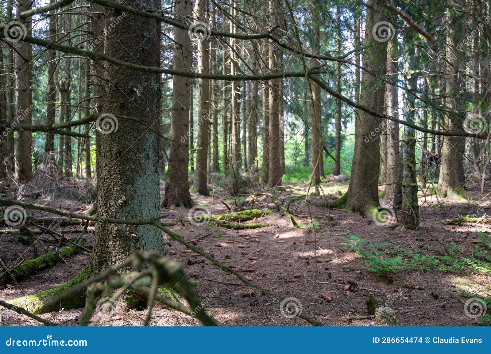 Bare trees in the forest stock photo. Image of climate - 286654474