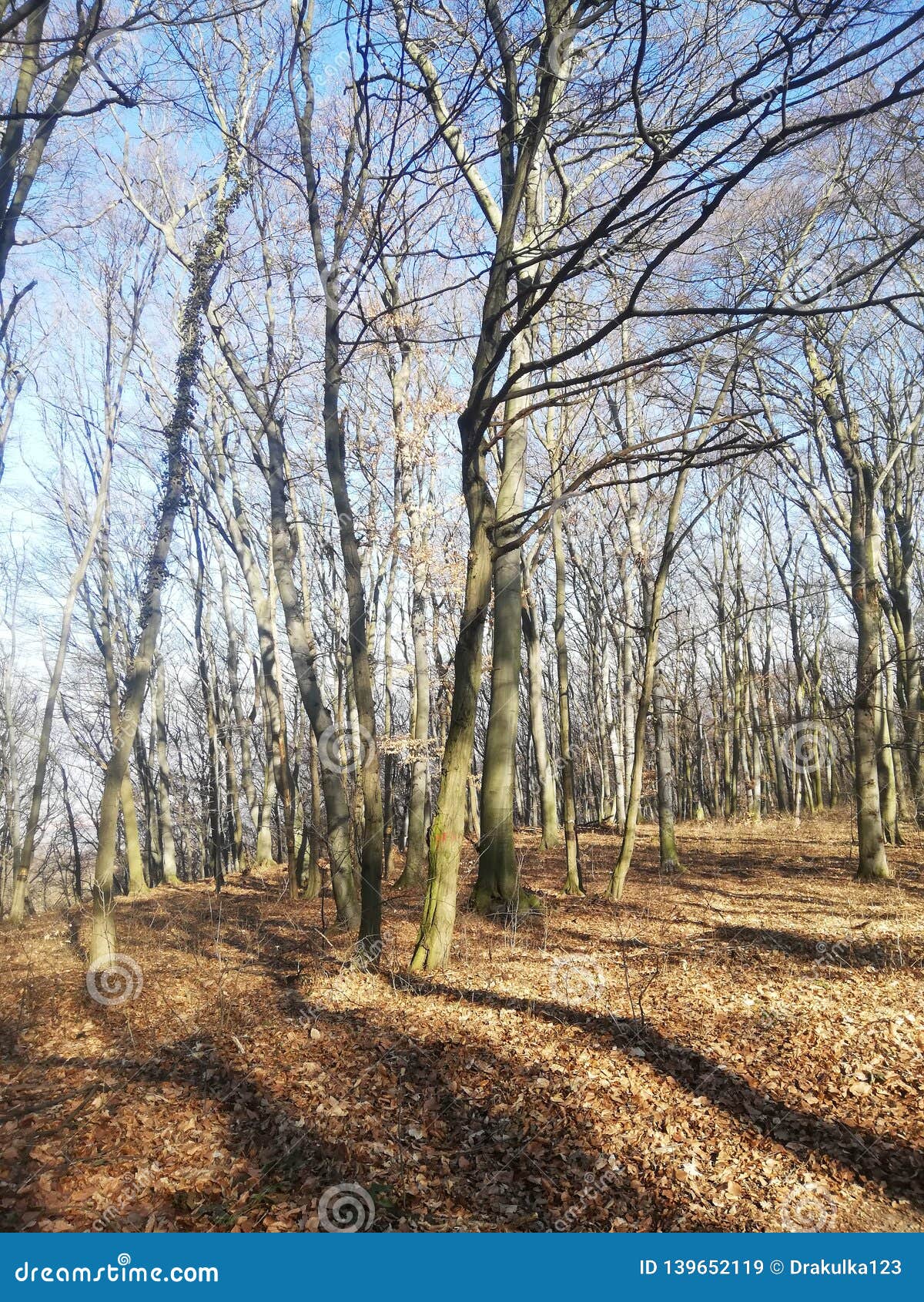 Bare trees in forest stock image. Image of country, branches - 139652119