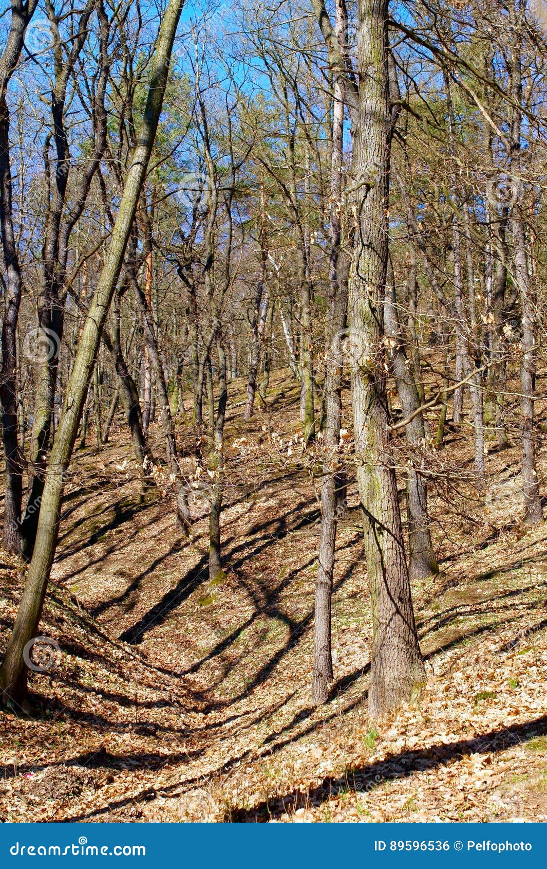Bare trees in forest.. stock photo. Image of plant, natural - 89596536