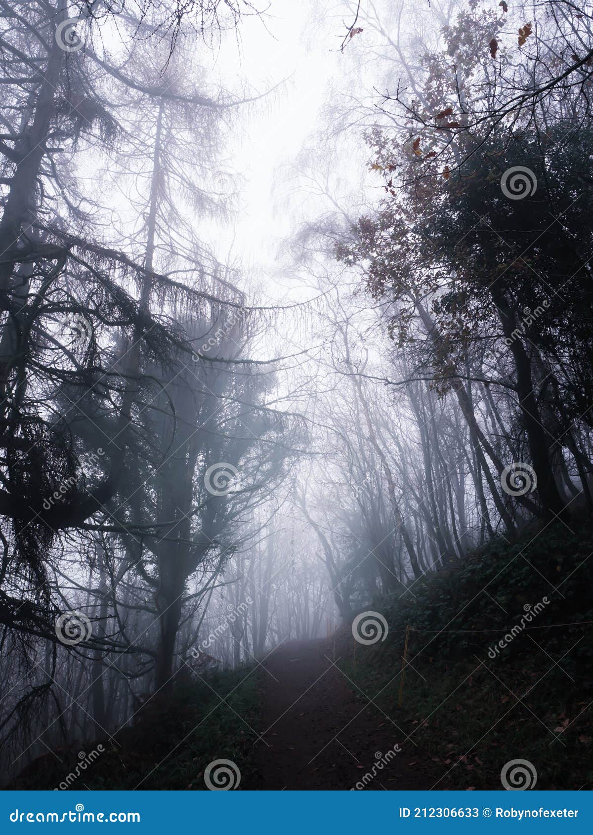 Bare Trees Frame a Foggy Spooky Path through the Woods Stock Image ...