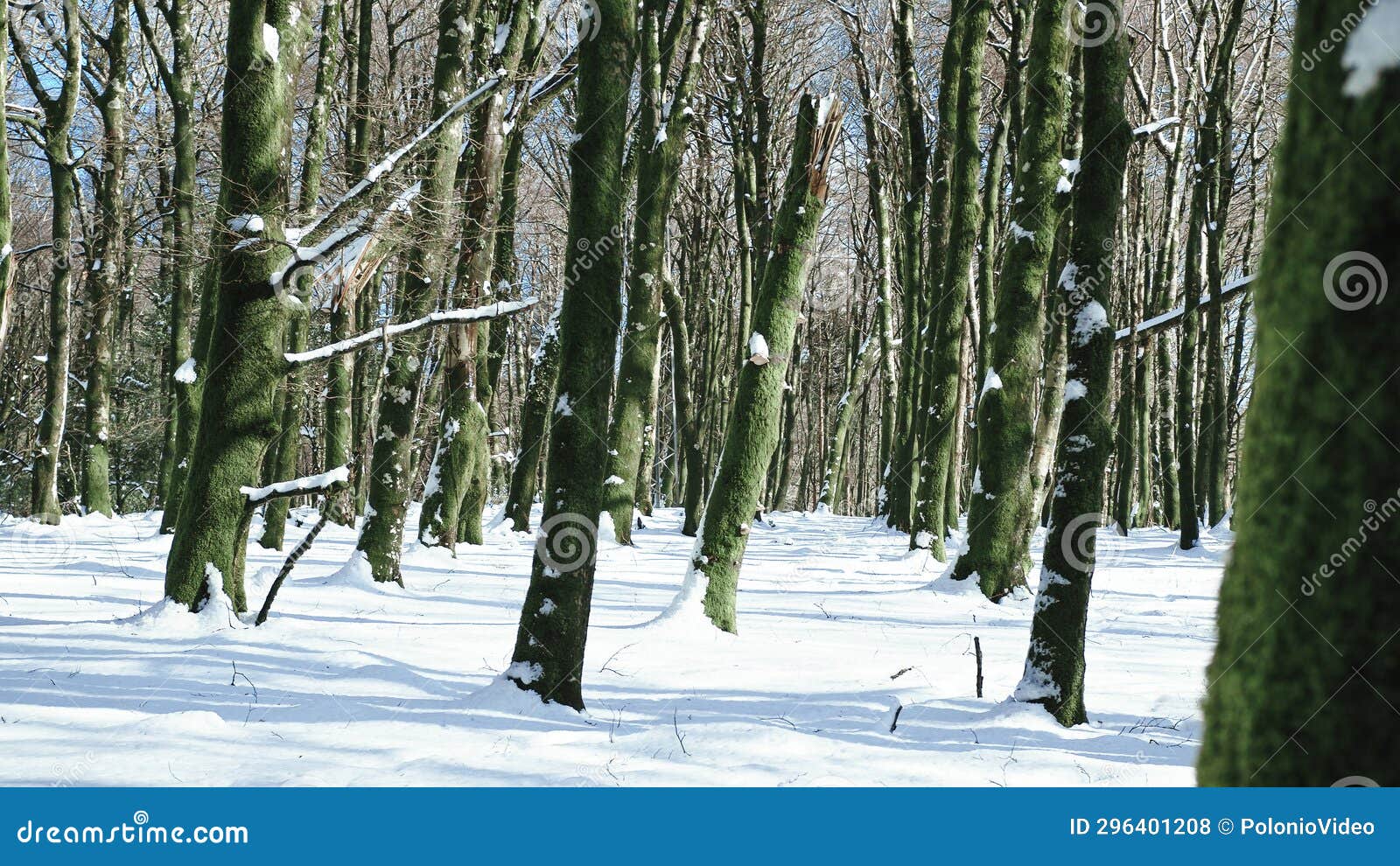 Bare Trees in the Freezing Forest with Sunlight Stock Photo - Image of ...