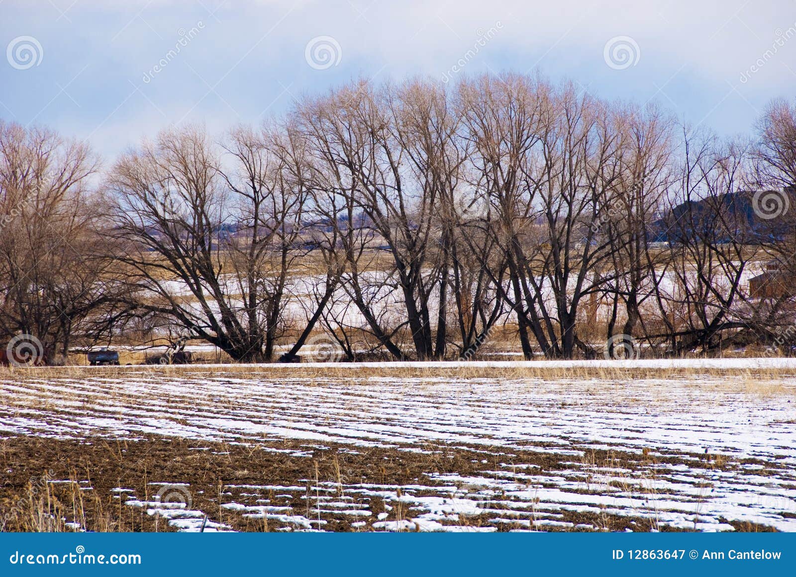 Bare Trees Royalty-Free Stock Photography | CartoonDealer.com #4860155