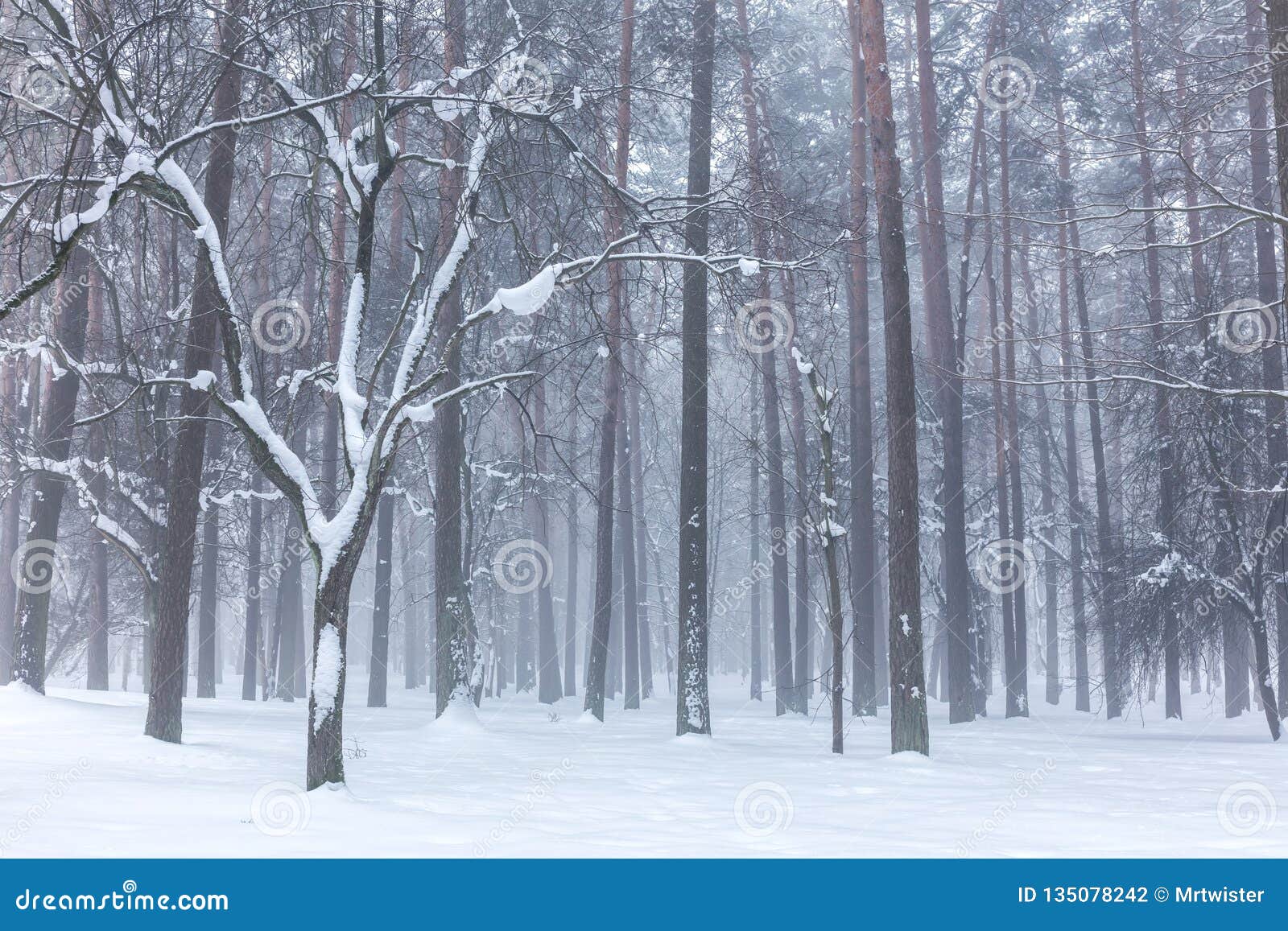 Misty Winter Forest Fresh Snow Fog Stock Images - Download 857 Royalty ...