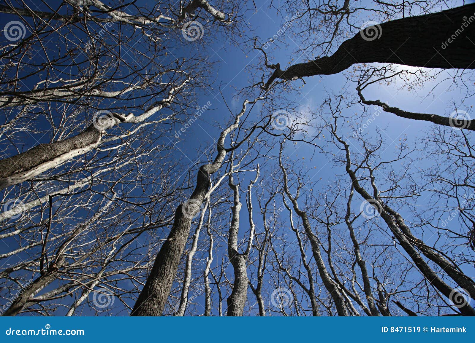Bare Trees Reaching for the Deep Blue Sky Stock Image - Image of bark ...