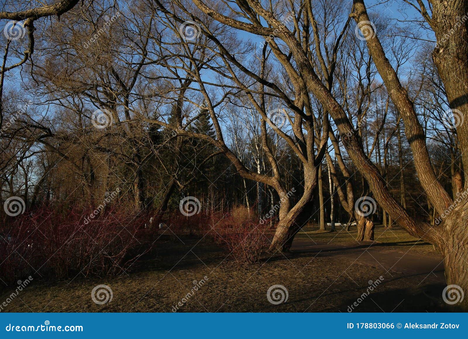 Bare Trees in Spring Park in Sunset Stock Photo - Image of nature ...