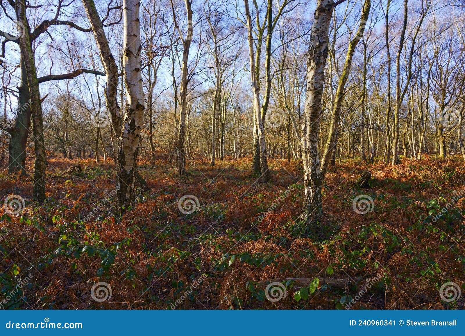 Bare Trees Standing among Bracken and Brambles in Sherwood Forest Stock ...