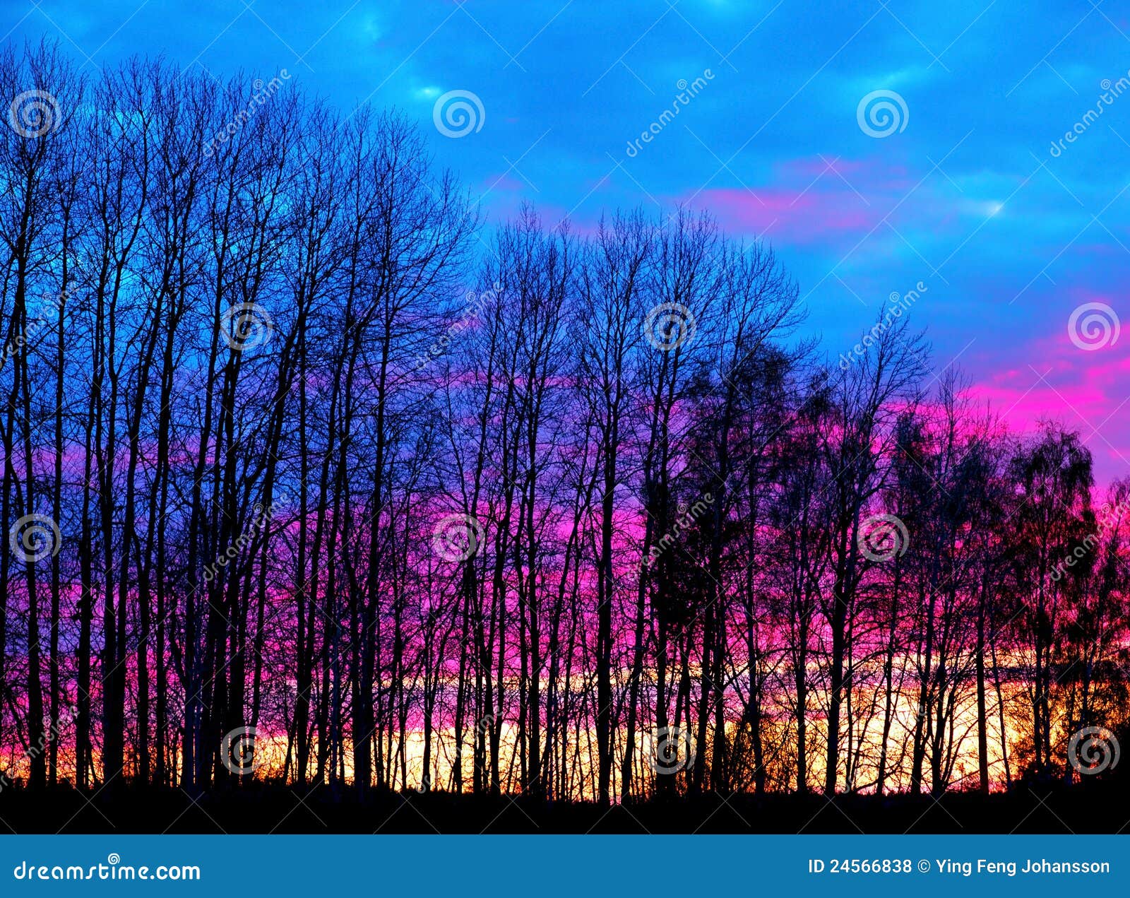 Bare trees at sunset stock photo. Image of dark, colorful - 24566838