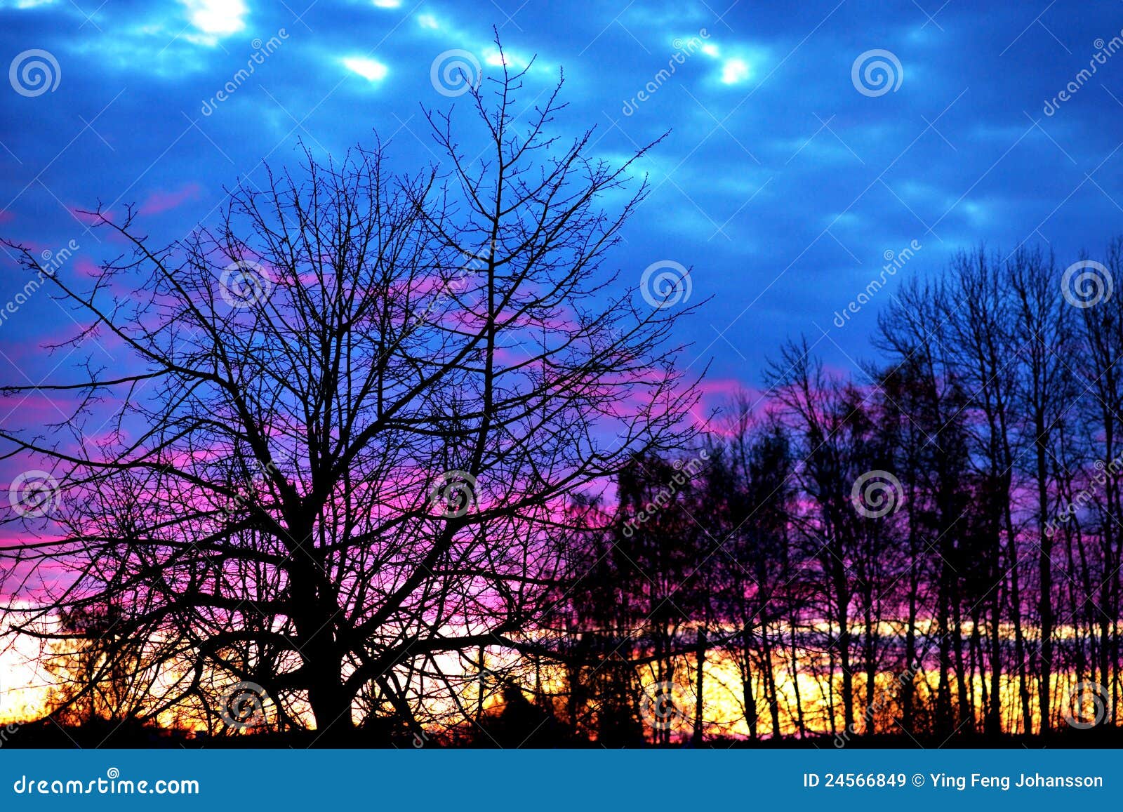 Bare trees at sunset stock image. Image of beautiful - 24566849
