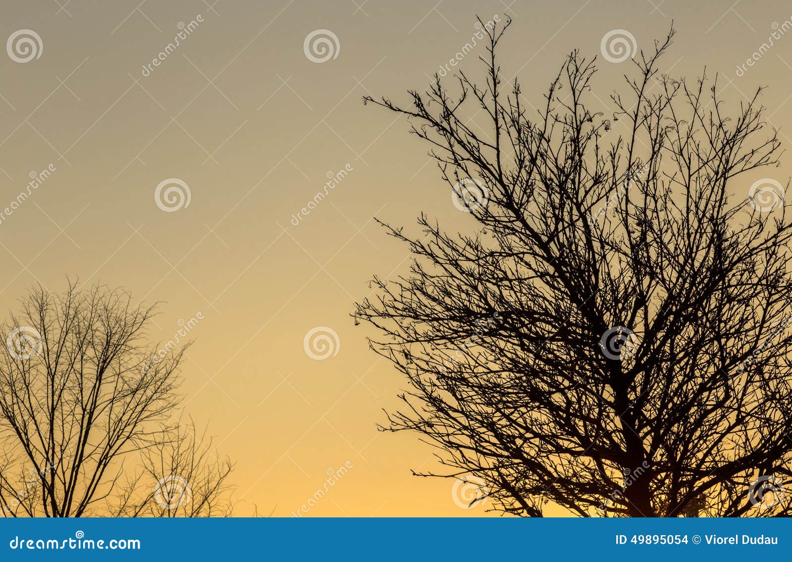 Bare trees at sunset stock photo. Image of scenic, light - 49895054
