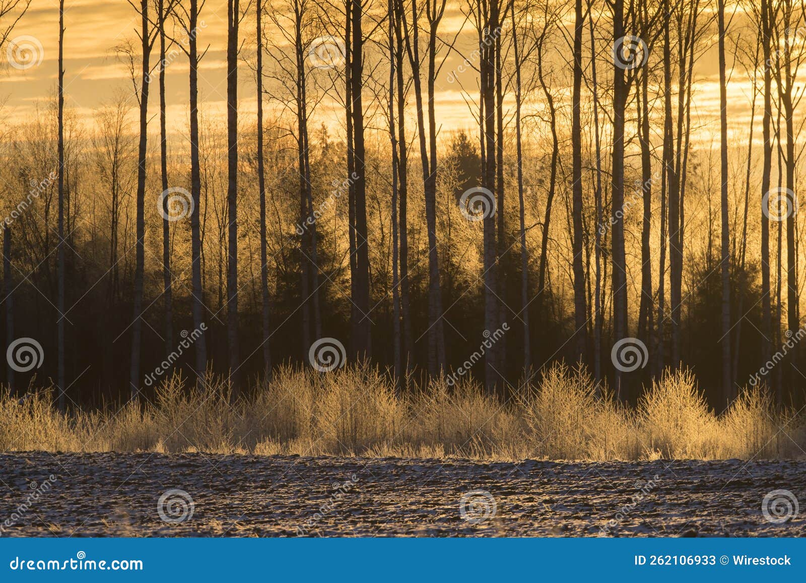 Bare trees at sunset stock image. Image of sunset, bare - 262106933
