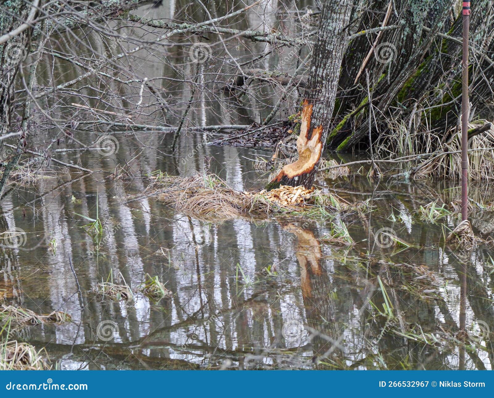 Bare Trees in Swamp during the Winter Stock Image - Image of outdoors ...