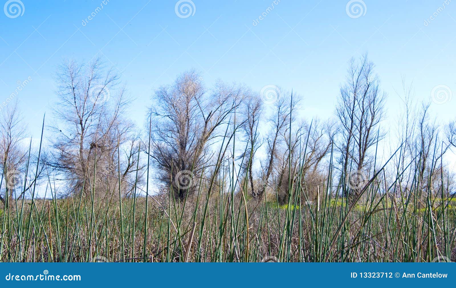 Bare Trees with Tules in Foreground Stock Photo - Image of vast ...