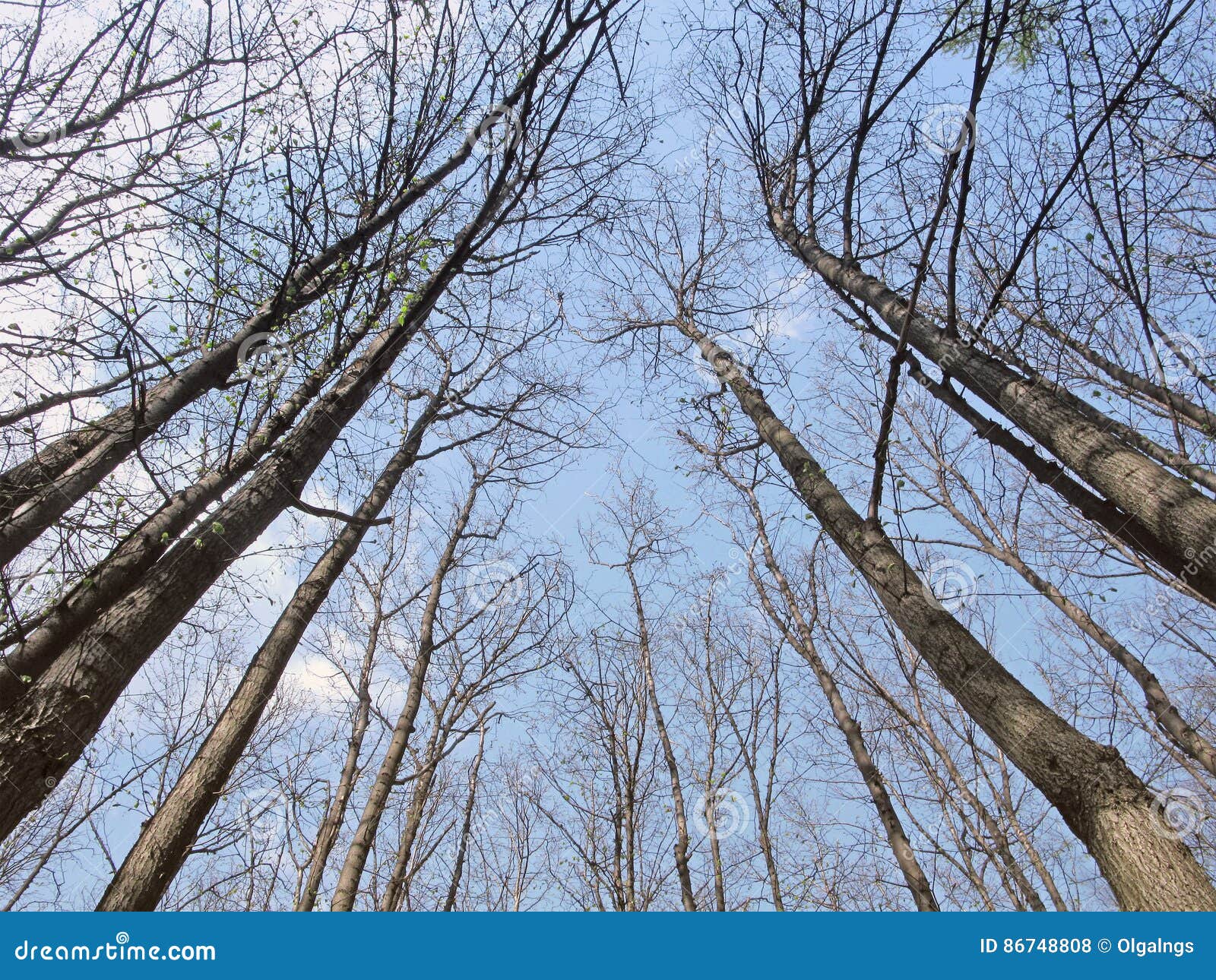 Bare trees upwards to sky stock photo. Image of branch - 86748808