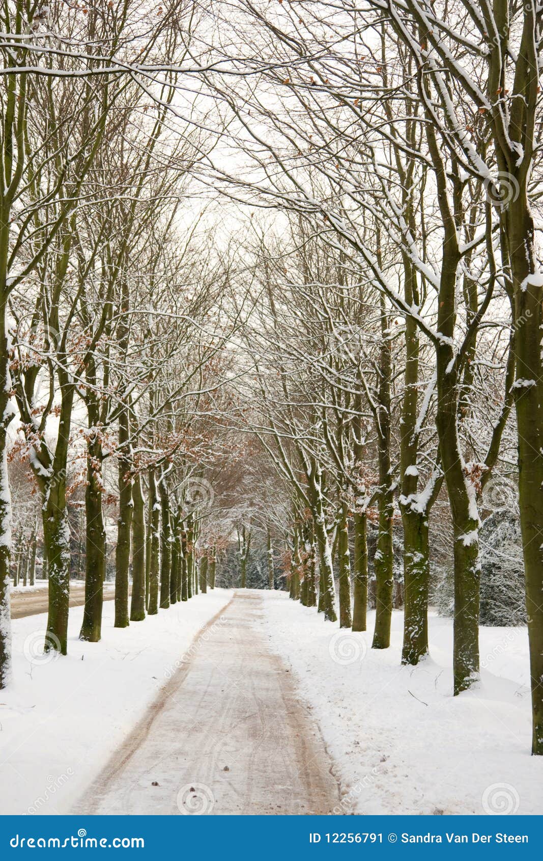 Bare trees in the winter stock image. Image of cold, parc - 12256791