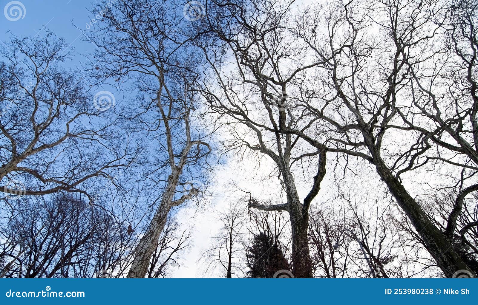 Bare trees in winter stock photo. Image of woodland - 253980238