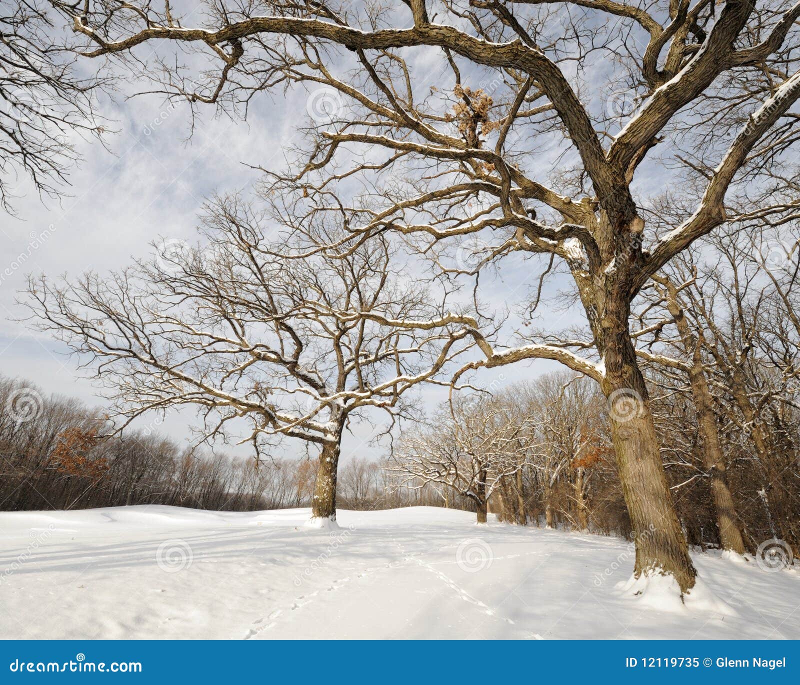 Bare Trees In Winter Forest Stock Image - Image of winter, gray: 12119735