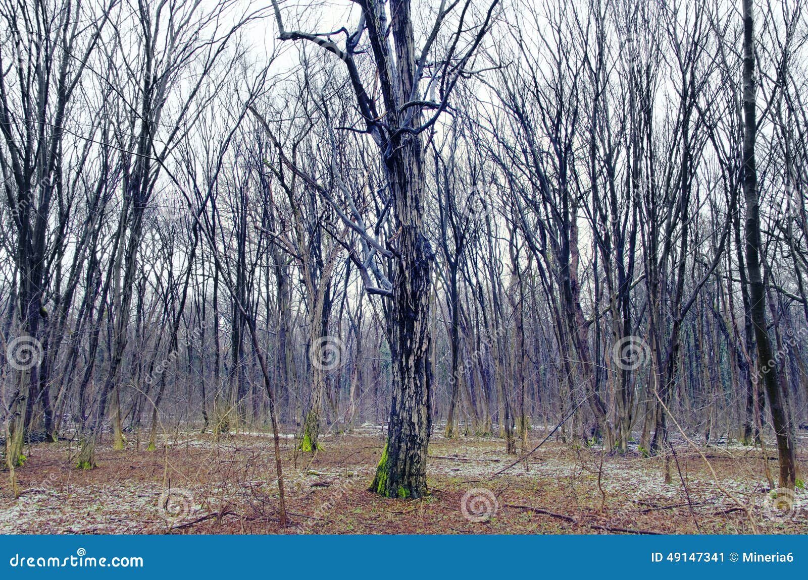 Bare Trees in Winter Forest Stock Image - Image of leaves, frost: 49147341