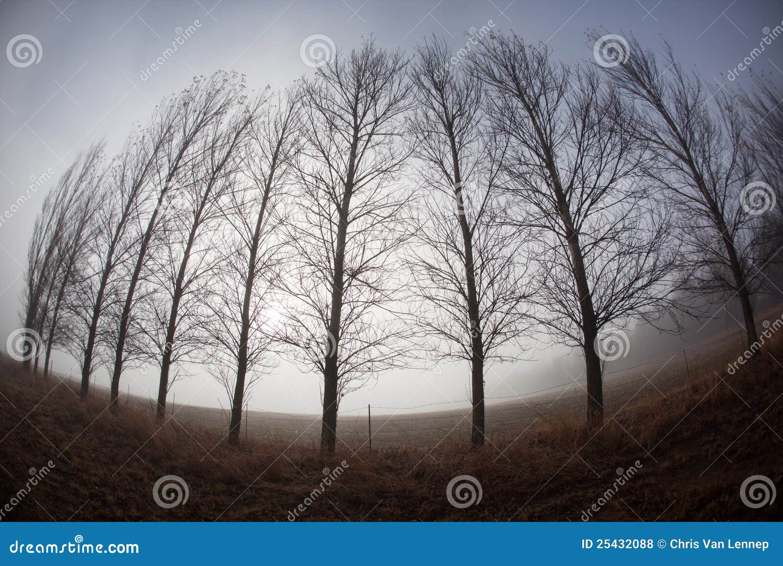 Bare Trees Winter Mist stock photo. Image of grey, contrasts - 25432088