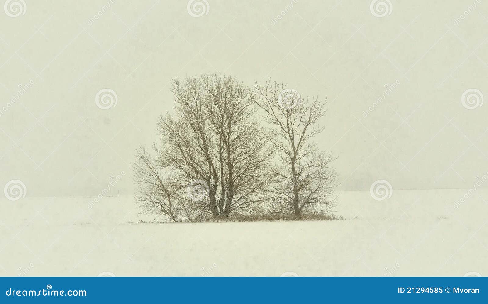 Bare Trees in Winter Snow Storm Stock Image - Image of white, rural ...