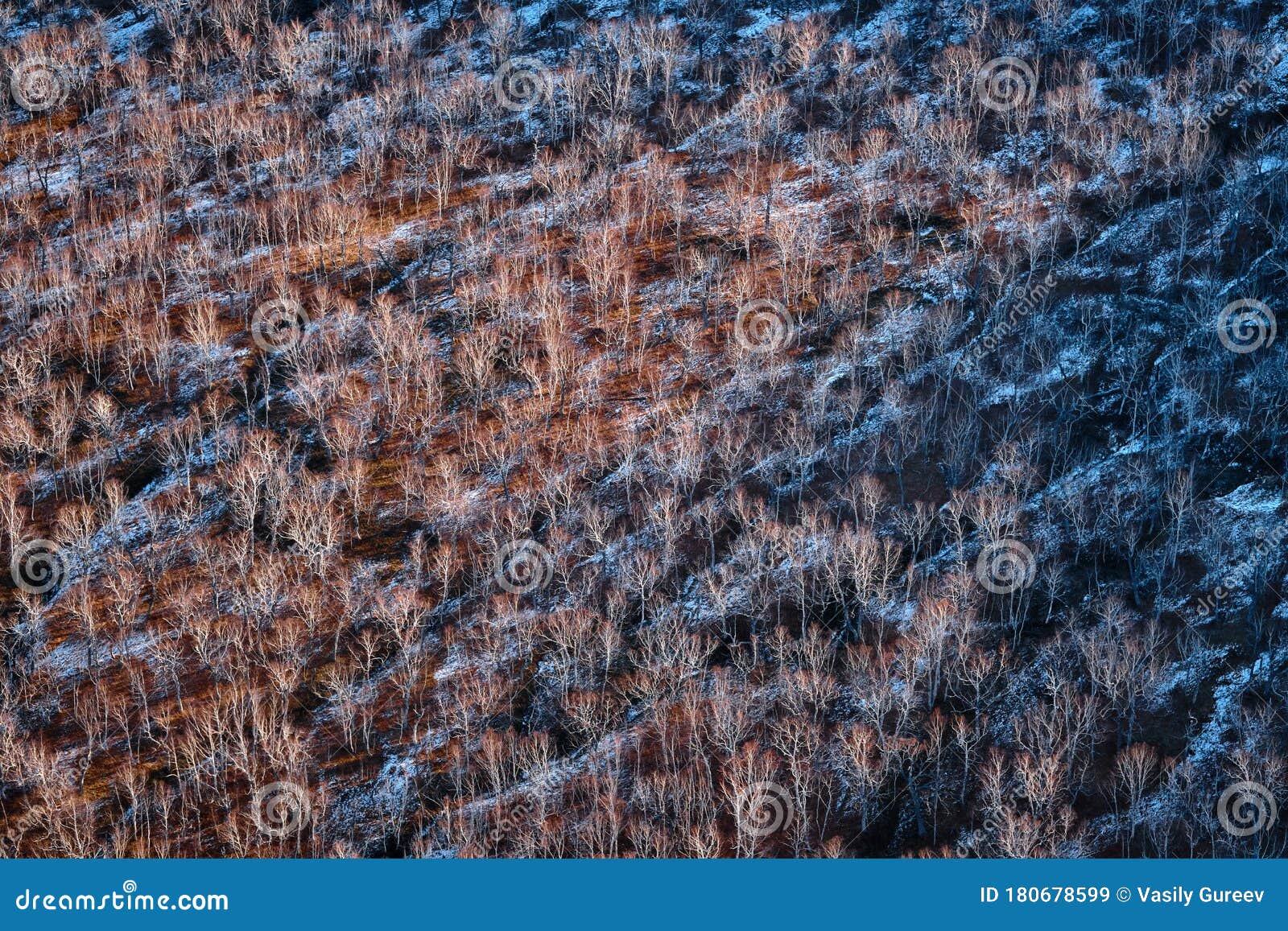 Bare Trees in a Wintry Landscape. Aerial View of Leafless Trees Stock ...